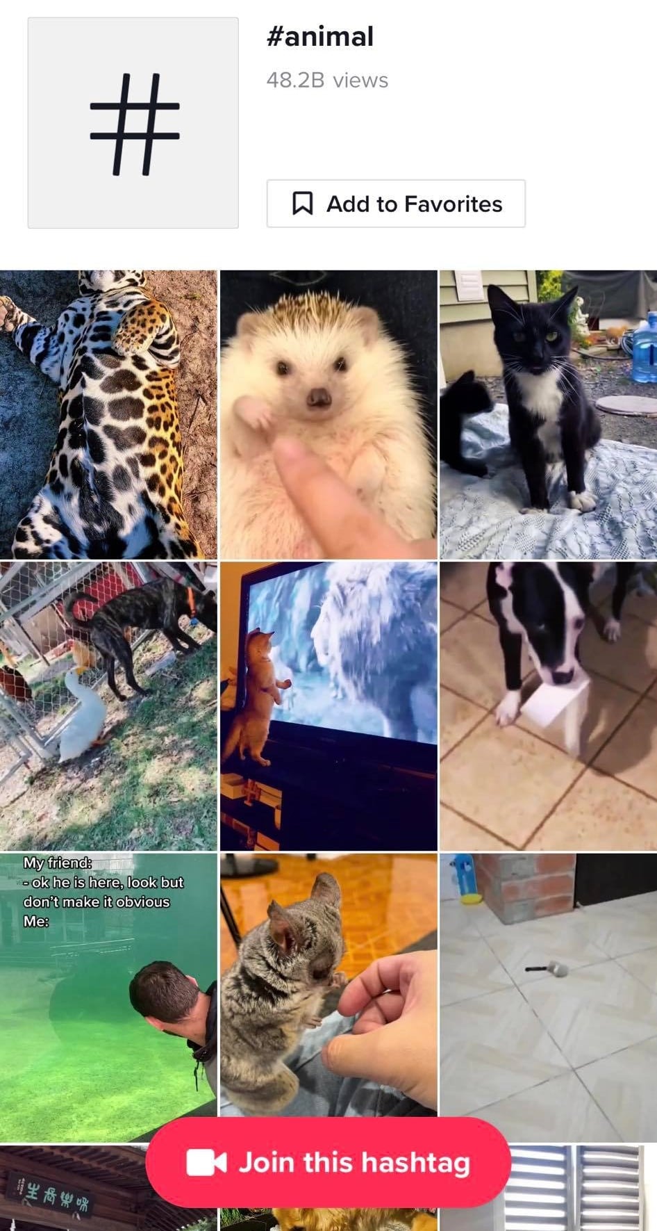 Biggest hashtags of TikTok in 2022 – SocialWick